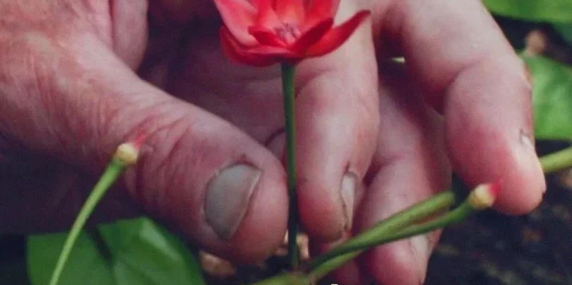 Sept promenades avec Mark Brown | 2025